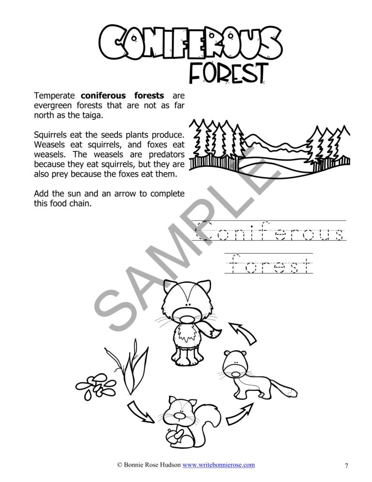 Understanding Food Chains-Learning About Science, Level 2 | Made By ...