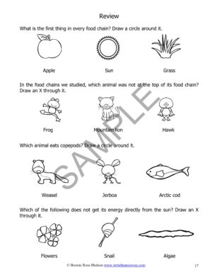 Understanding Food Chains-Learning About Science, Level 2 | Made By ...