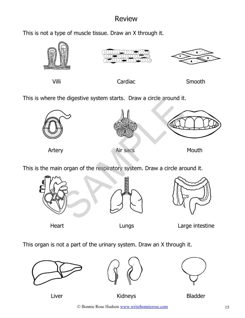 Learning About Science Collection, Level 2 | Made By Teachers