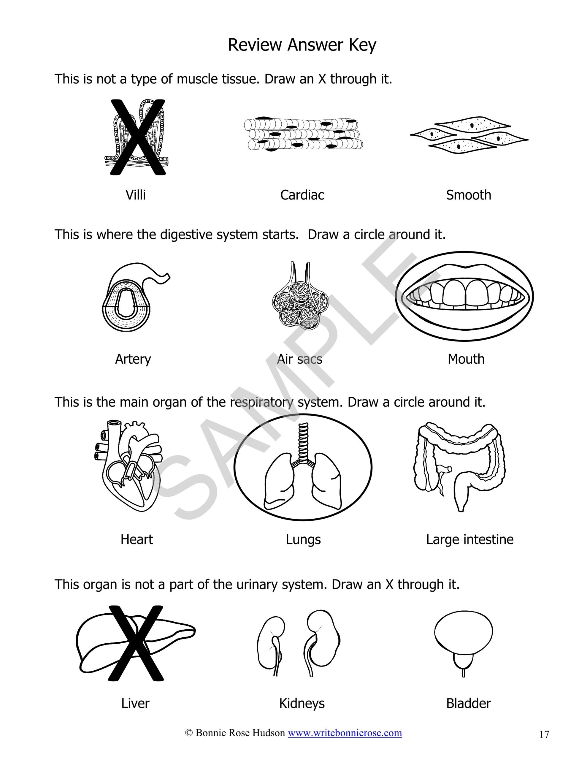 Learning About Science Collection, Level 2 | Made By Teachers