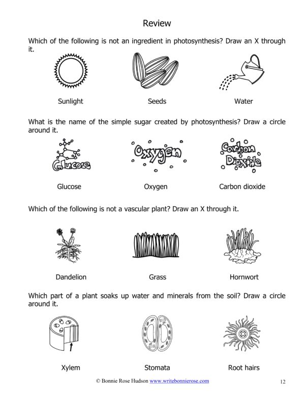 What's Going on Inside Plants?-Learning About Science, Level 3 Cursive ...