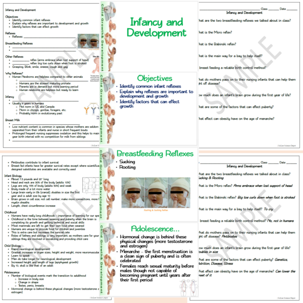 Life Cycles: Infancy and Development PowerPoint & Worksheet | Made By ...