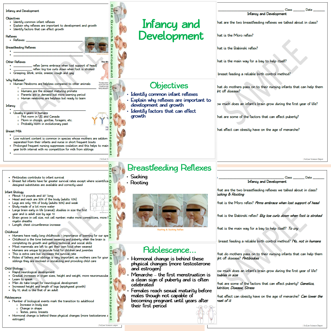 Life Cycles: Infancy and Development PowerPoint & Worksheet | Made By ...