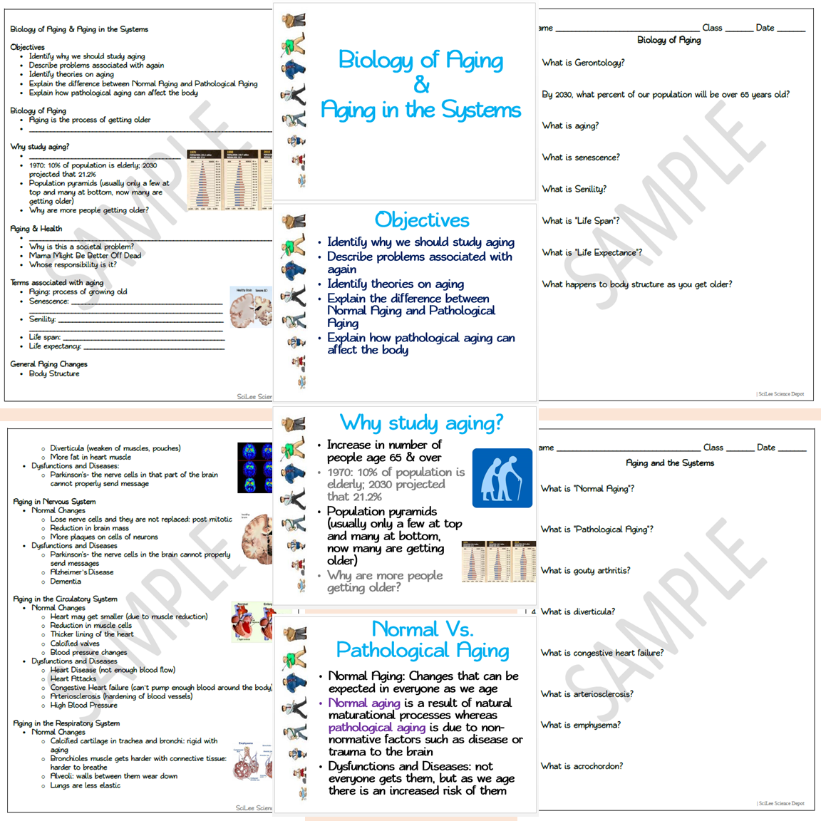 Life Cycles: Biology of Aging & Aging in the Body Systems PowerPoint ...