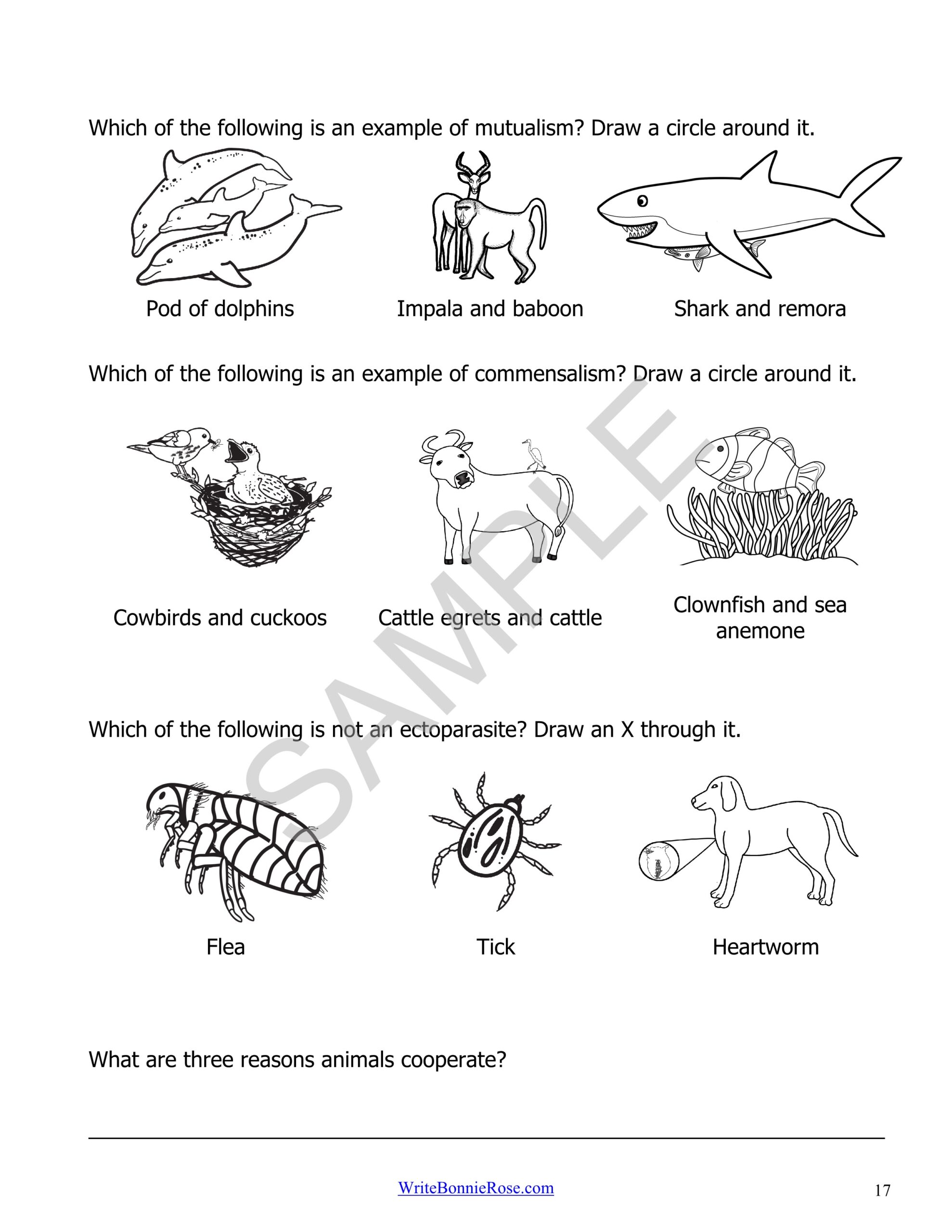 Animal Groups & Relationships-Learning About Science, Level 4 | Made By ...