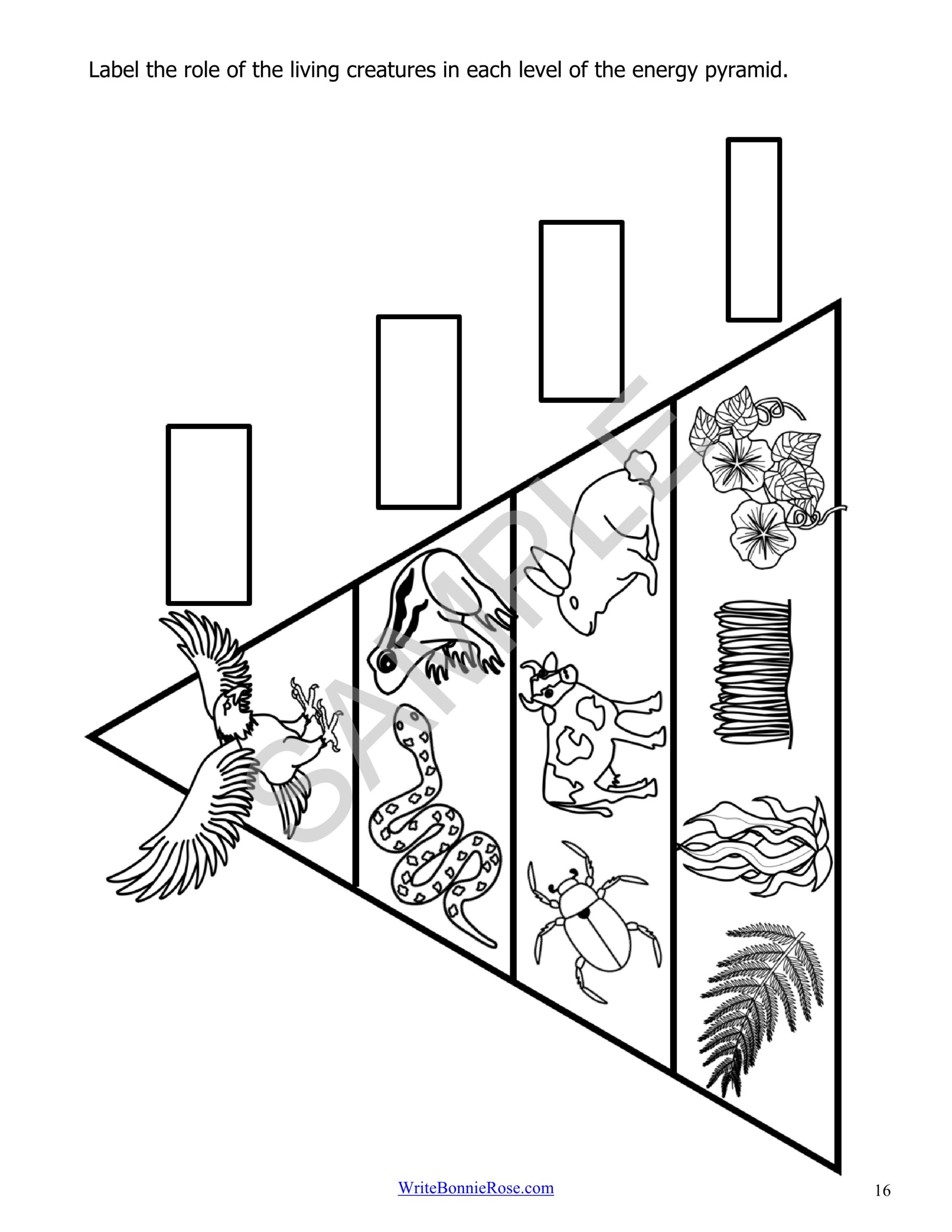Ecosystems-Learning About Science, Level 4 | Made By Teachers