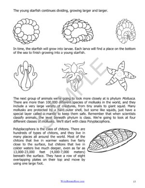 Invertebrates-Learning About Science, Level 4 | Made By Teachers