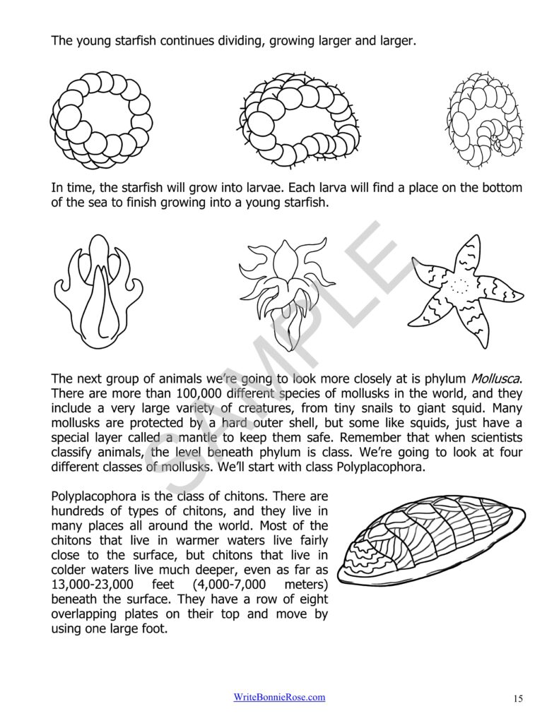 Invertebrates-Learning About Science, Level 4 | Made By Teachers