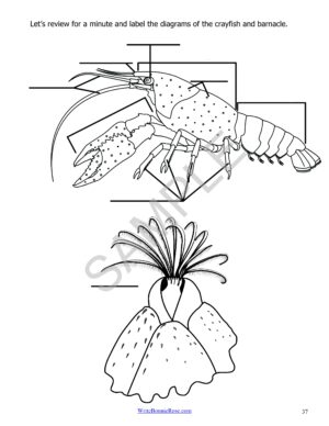 Invertebrates-Learning About Science, Level 4 | Made By Teachers