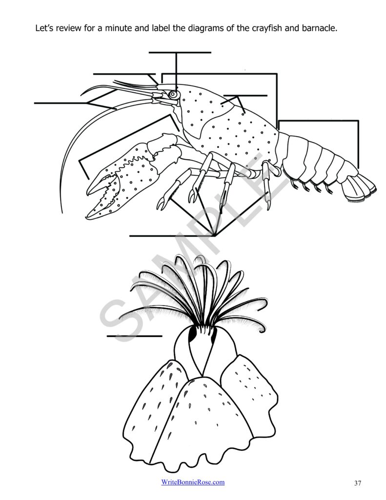 Invertebrates-Learning About Science, Level 4 | Made By Teachers