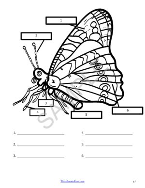 Invertebrates-Learning About Science, Level 4 | Made By Teachers
