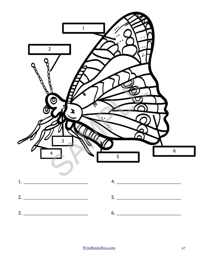 Invertebrates-Learning About Science, Level 4 | Made By Teachers