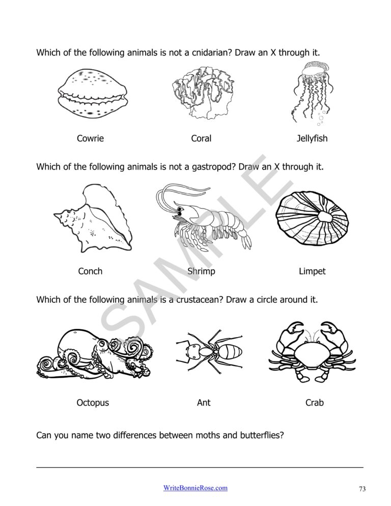 Invertebrates-Learning About Science, Level 4 | Made By Teachers