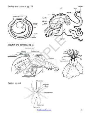 Invertebrates-Learning About Science, Level 4 | Made By Teachers