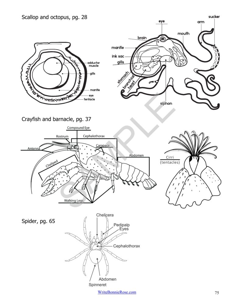 Invertebrates-Learning About Science, Level 4 | Made By Teachers