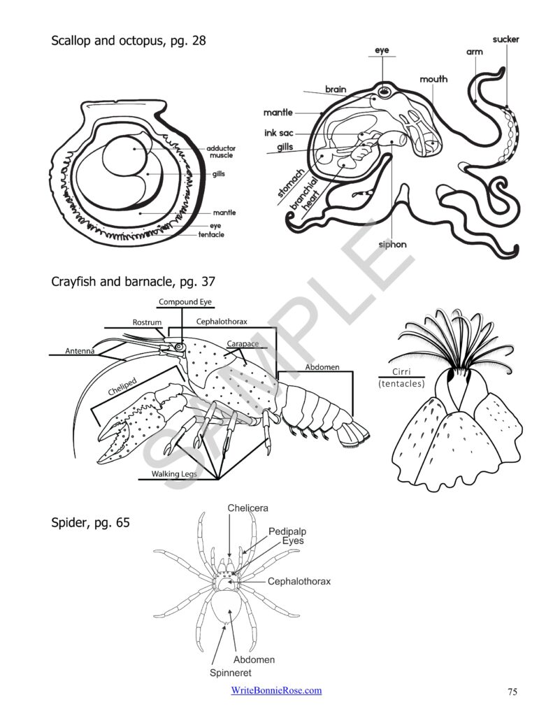 Invertebrates-Learning About Science, Level 4 | Made By Teachers