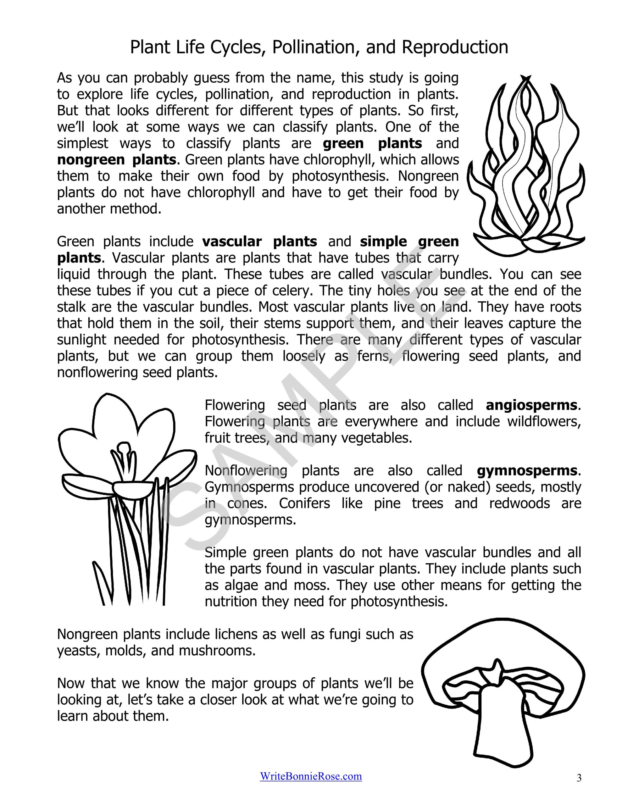 Plant Life Cycles, Pollination & Reproduction-Learning About Science ...