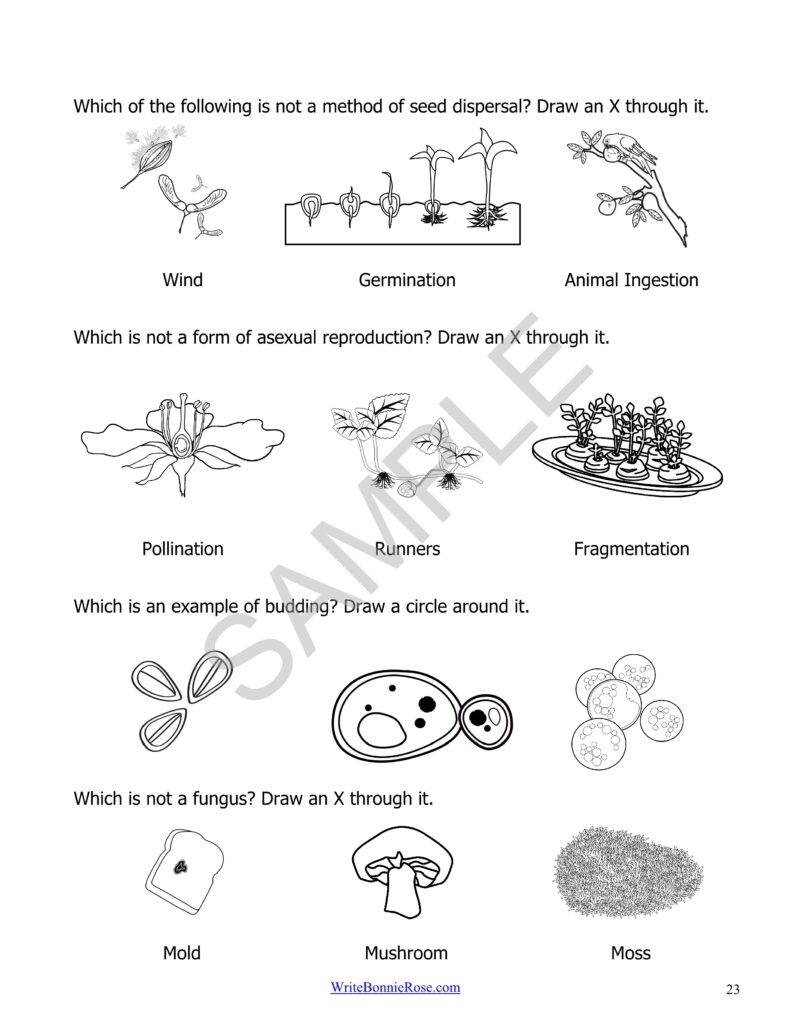 Plant Life Cycles, Pollination & Reproduction-Learning About Science ...