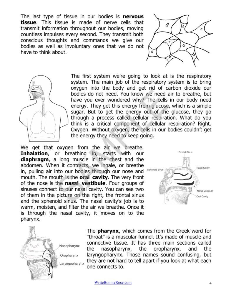 Human Anatomy and Diseases, Pt. 1-Learning About Science, Level 5 ...