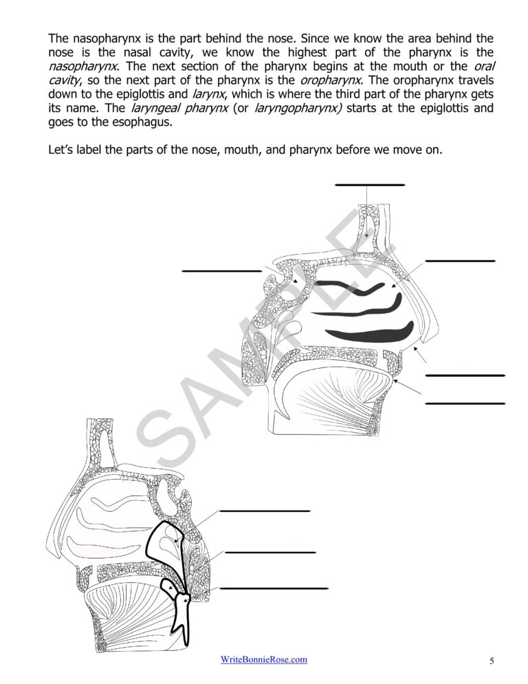 Human Anatomy and Diseases, Pt. 1-Learning About Science, Level 5 ...