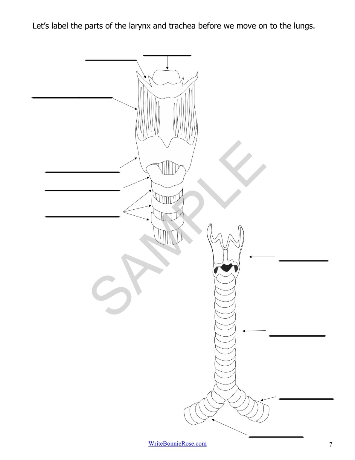 Human Anatomy and Diseases, Pt. 1-Learning About Science, Level 5 ...
