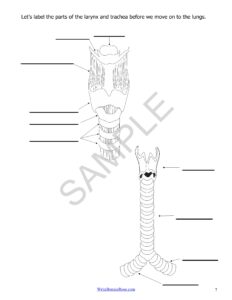 Human Anatomy and Diseases, Pt. 1-Learning About Science, Level 5 ...