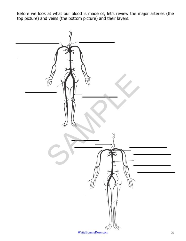 Human Anatomy and Diseases, Pt. 1-Learning About Science, Level 5 ...