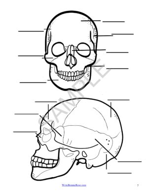 Human Anatomy and Diseases, Pt. 2-Learning About Science, Level 5 ...