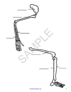 Human Anatomy and Diseases, Pt. 2-Learning About Science, Level 5 ...