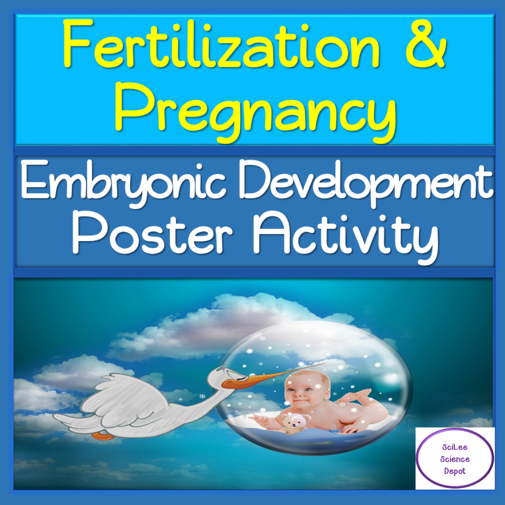 Life Cycles: Embryonic Development Poster Activity | Made By Teachers