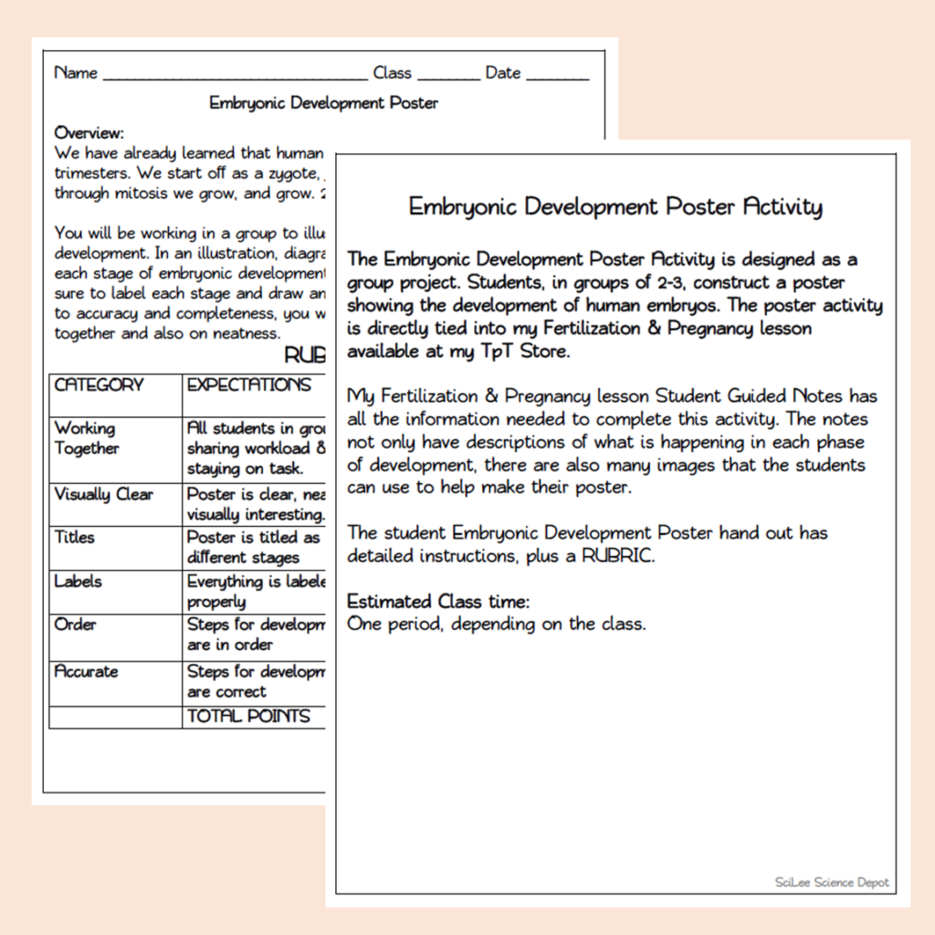 Life Cycles: Embryonic Development Poster Activity | Made By Teachers