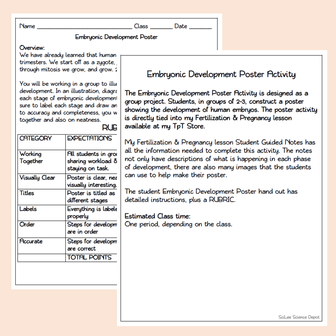 Life Cycles: Embryonic Development Poster Activity | Made By Teachers