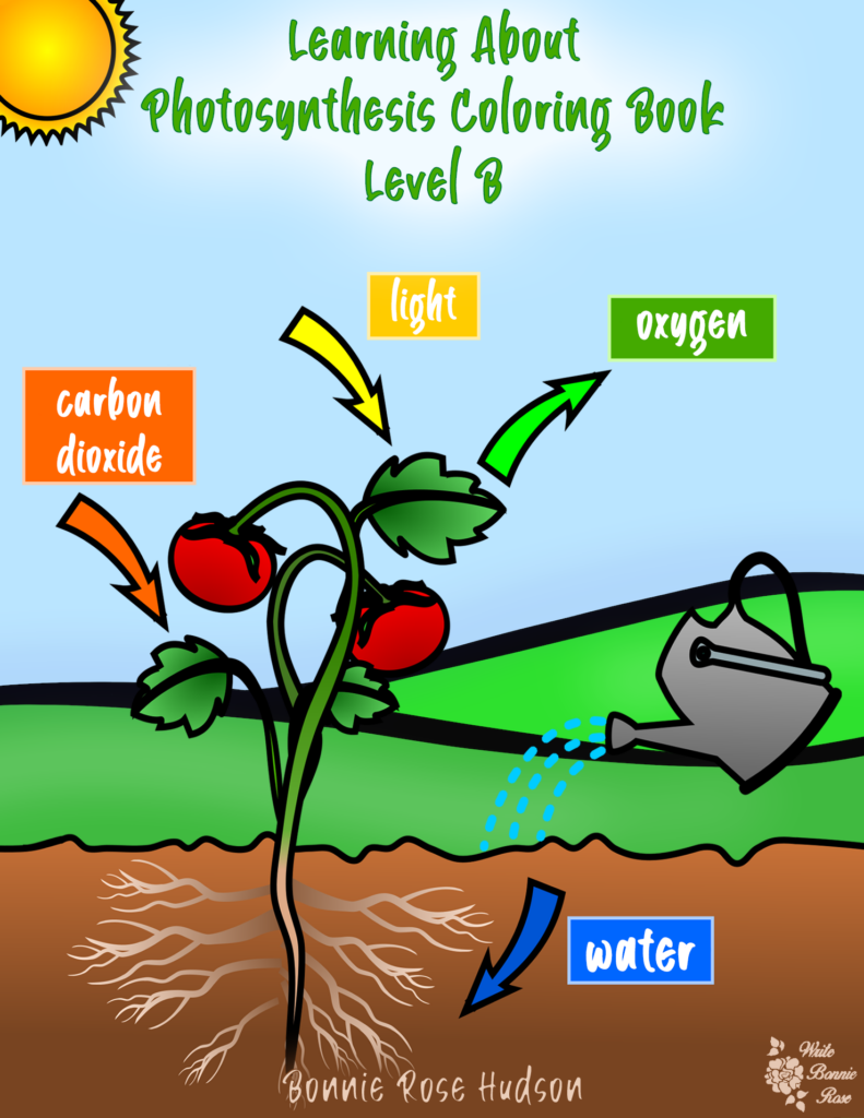 Learning About Photosynthesis Coloring Book-Level B | Made By Teachers