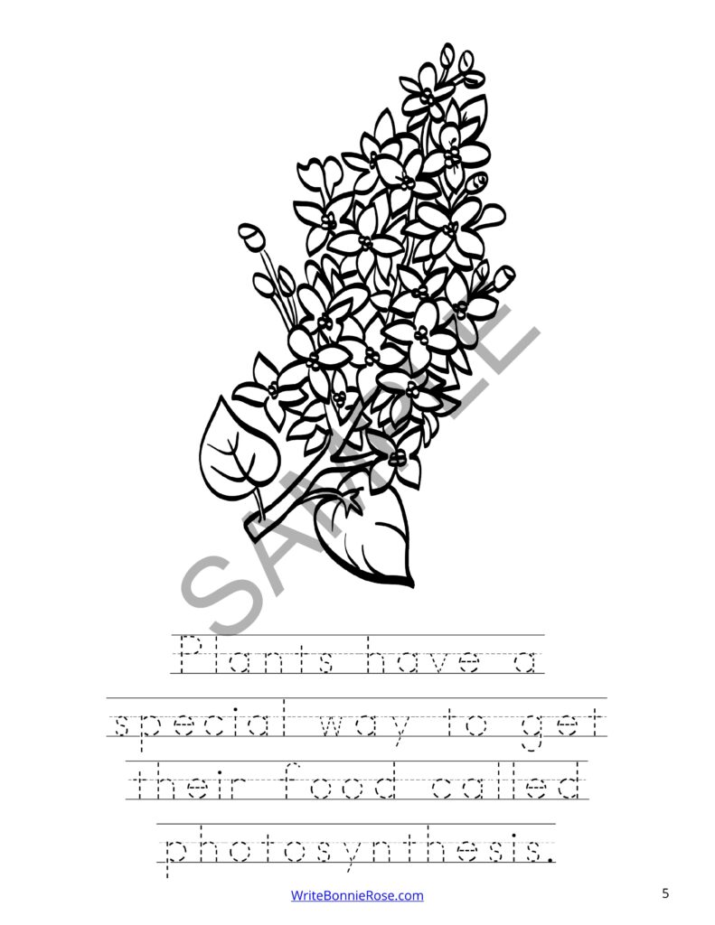 Learning About Photosynthesis Coloring Book-Level B | Made By Teachers