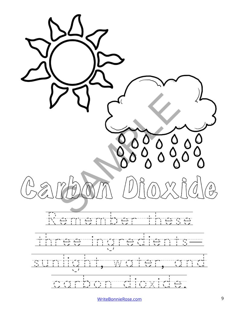 Learning About Photosynthesis Coloring Book-Level B | Made By Teachers