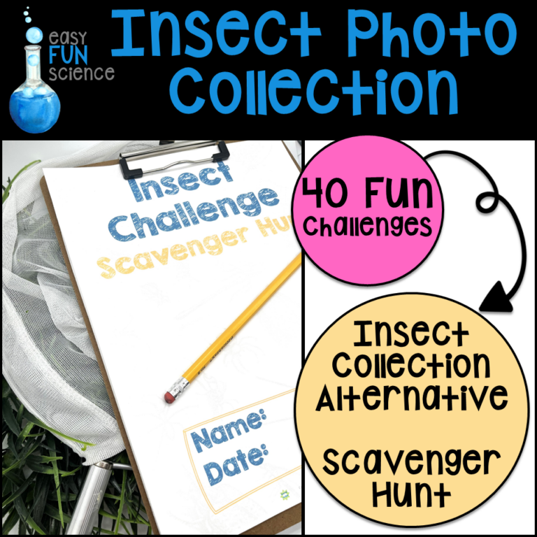 Insect Collection Alternative | Made By Teachers