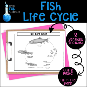 Fish Life Cycle | Made By Teachers
