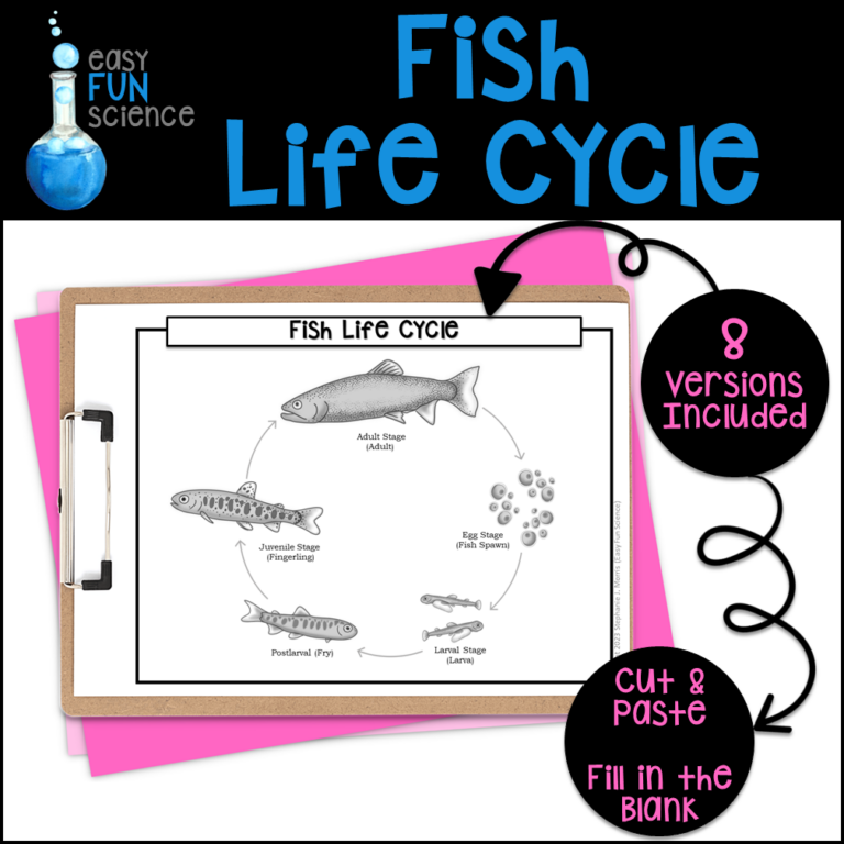 Fish Life Cycle | Made By Teachers