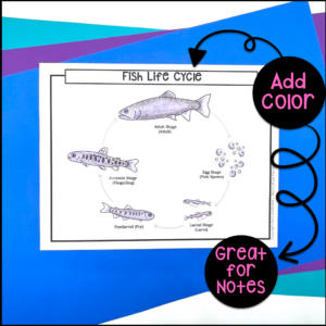 Fish Life Cycle | Made By Teachers