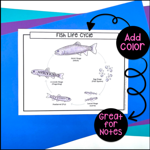 Fish Life Cycle | Made By Teachers
