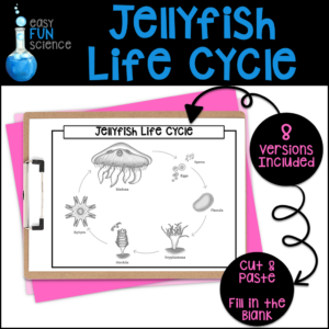 Jellyfish Life Cycle | Made By Teachers