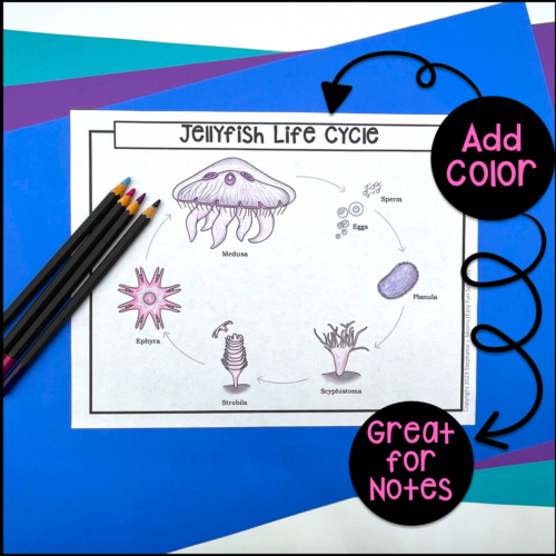 Jellyfish Life Cycle | Made By Teachers