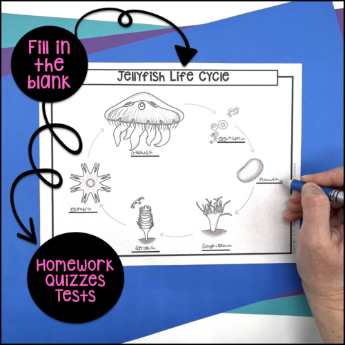Jellyfish Life Cycle | Made By Teachers