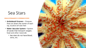 Apologia Zoology 2 Swimming Creatures Chapter 11 Echinoderms EDITABLE ...