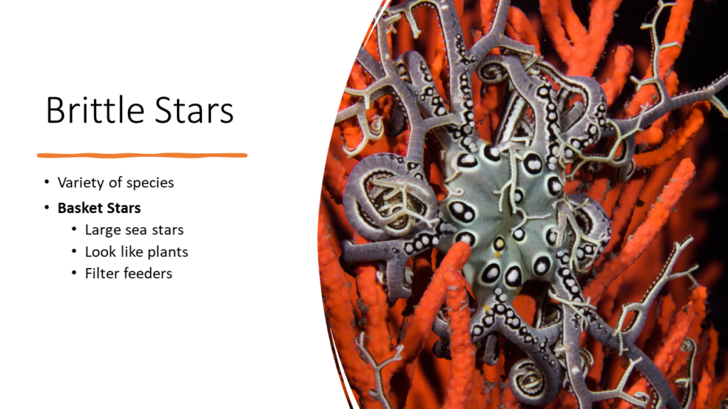 Apologia Zoology 2 Swimming Creatures Chapter 11 Echinoderms EDITABLE ...