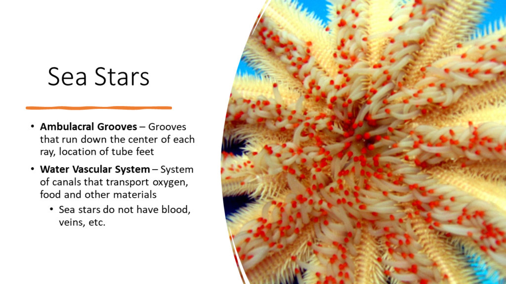 Apologia Zoology 2 Swimming Creatures Chapter 11 Echinoderms EDITABLE ...
