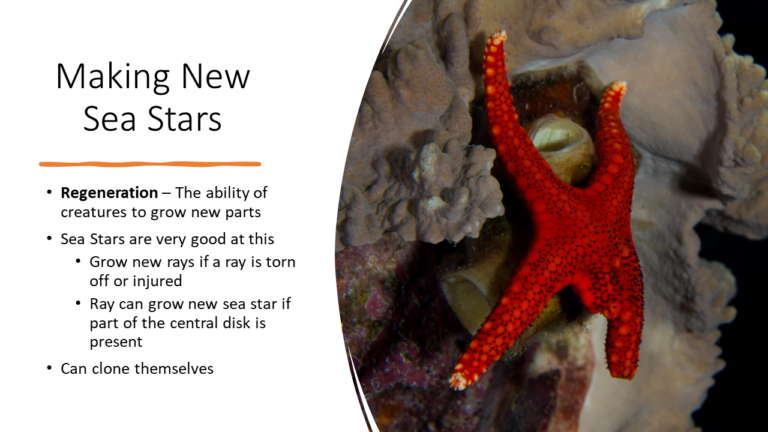 Apologia Zoology 2 Swimming Creatures Chapter 11 Echinoderms EDITABLE ...