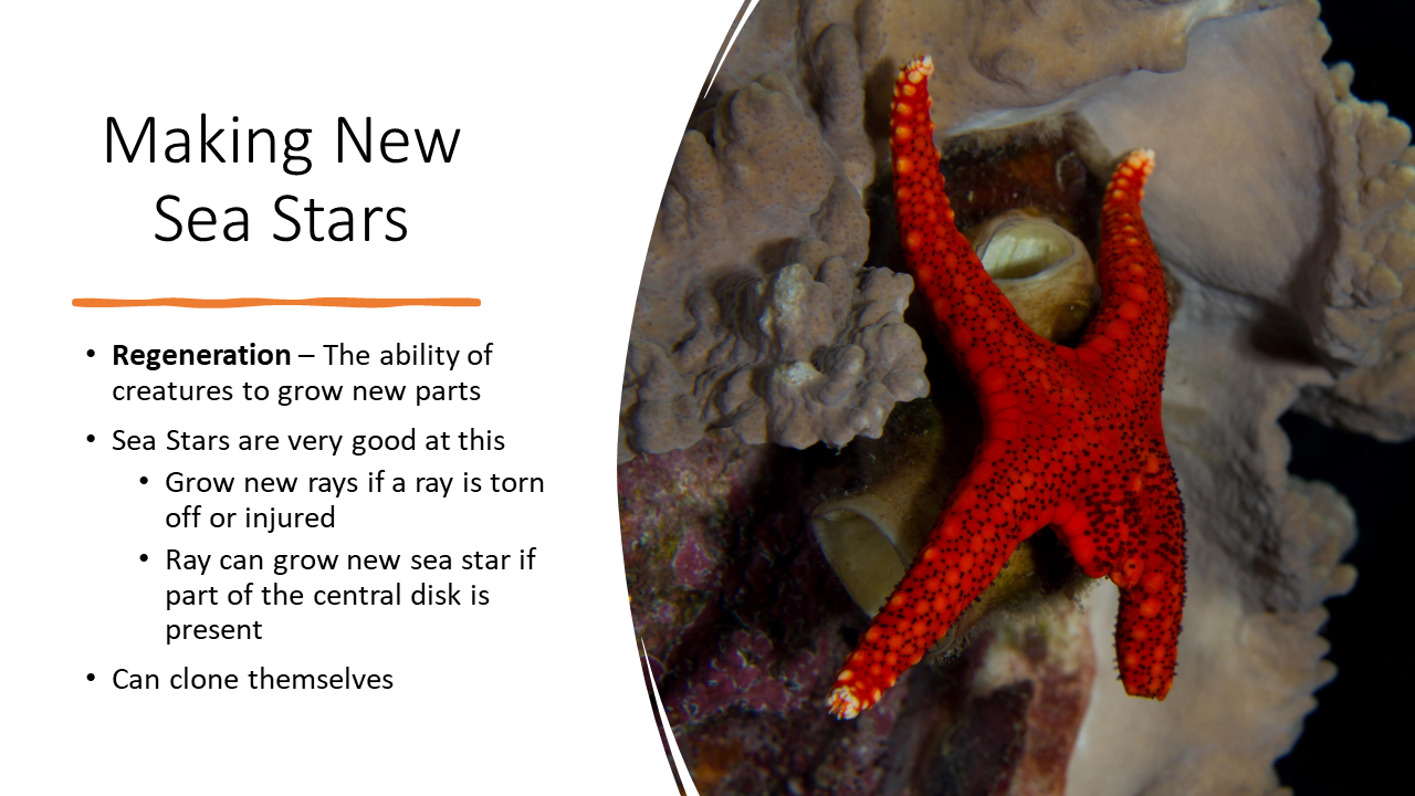 Apologia Zoology 2 Swimming Creatures Chapter 11 Echinoderms EDITABLE ...