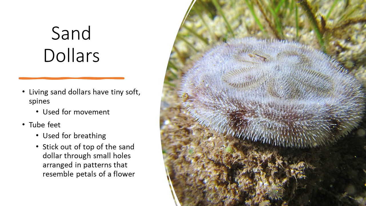 Apologia Zoology 2 Swimming Creatures Chapter 11 Echinoderms EDITABLE ...