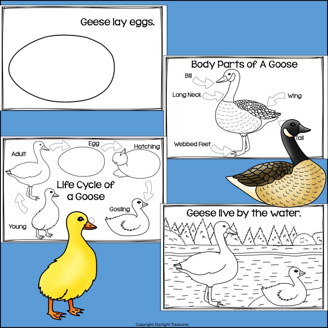 Goose Mini Book for Early Readers - Animal Study, Geese, Goose | Made ...